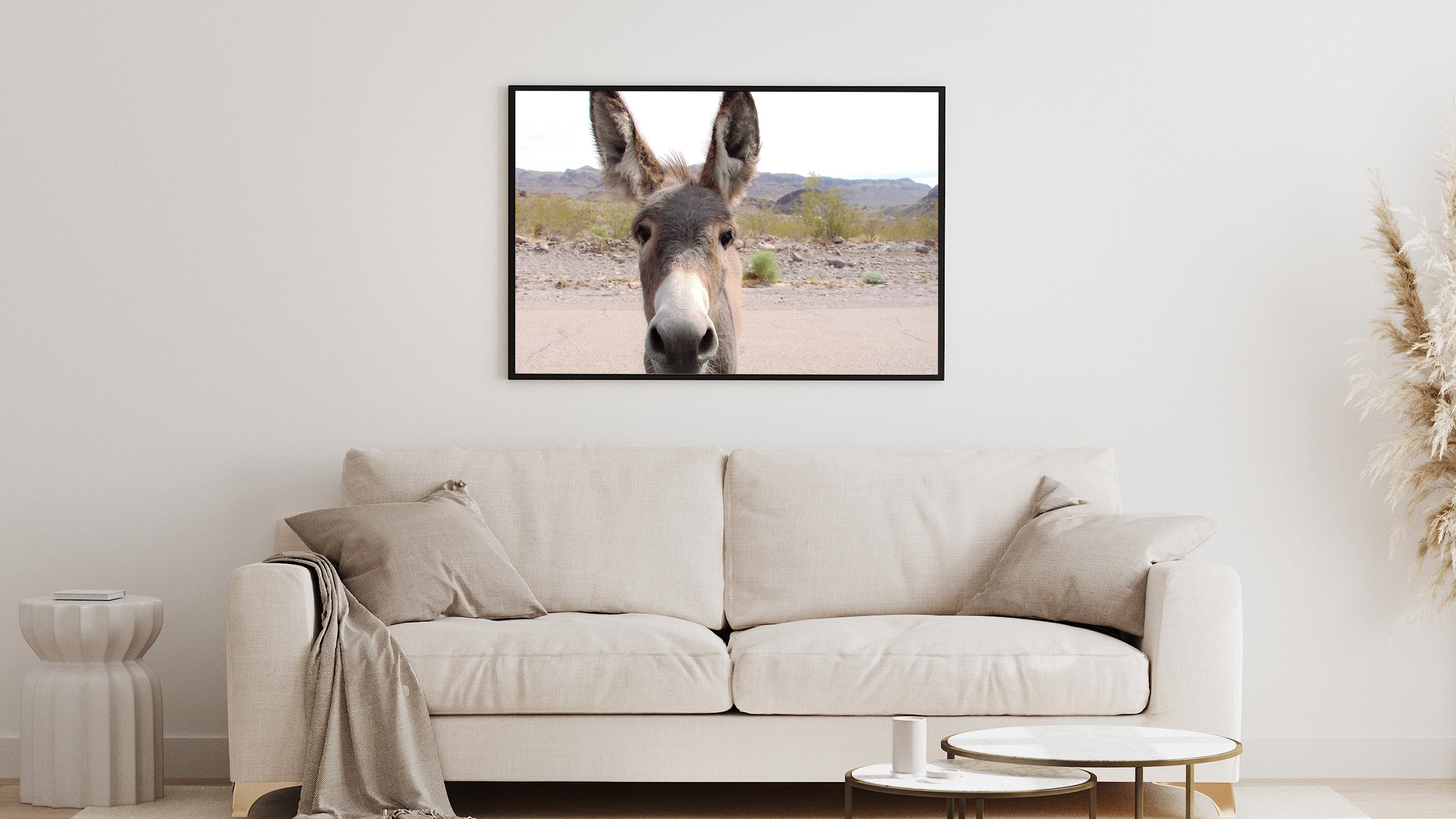Donkey Burro Desert Route 66 California Wilderness Wasteland Abandoned ...