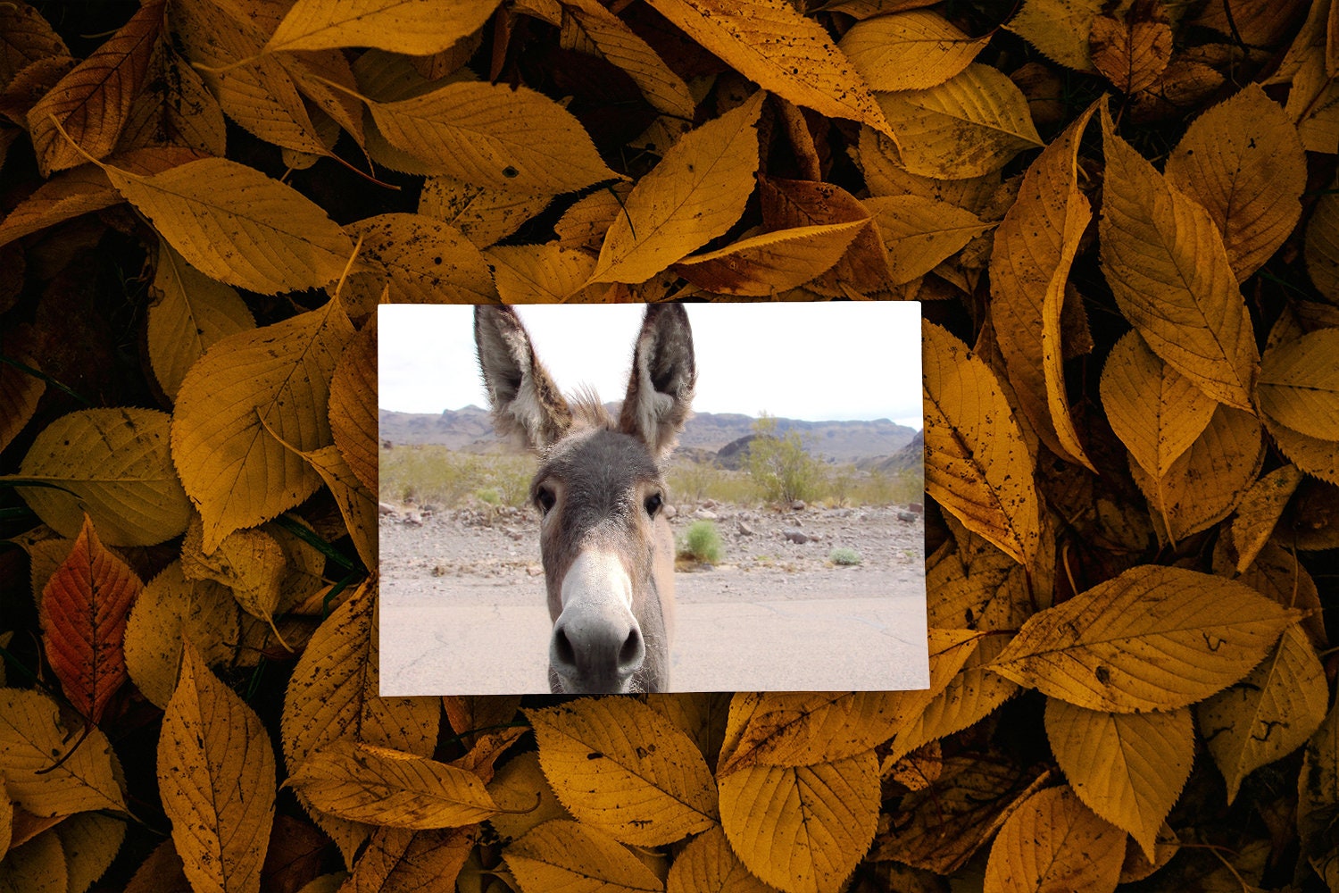 Donkey Burro Desert Route 66 California Wilderness Wasteland Abandoned ...
