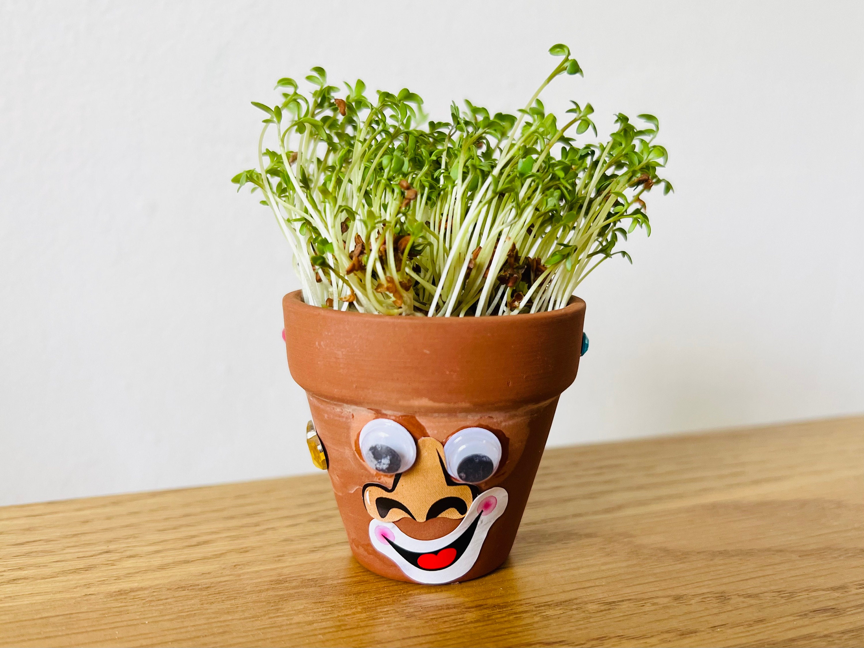 Funny Face Plant Pot Mini Craft Kit - Children's Craft Kit - Cress Head ...