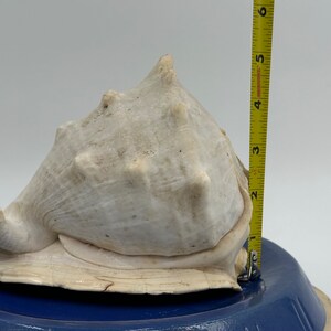 Cameo Conch Sea Shell - Etsy