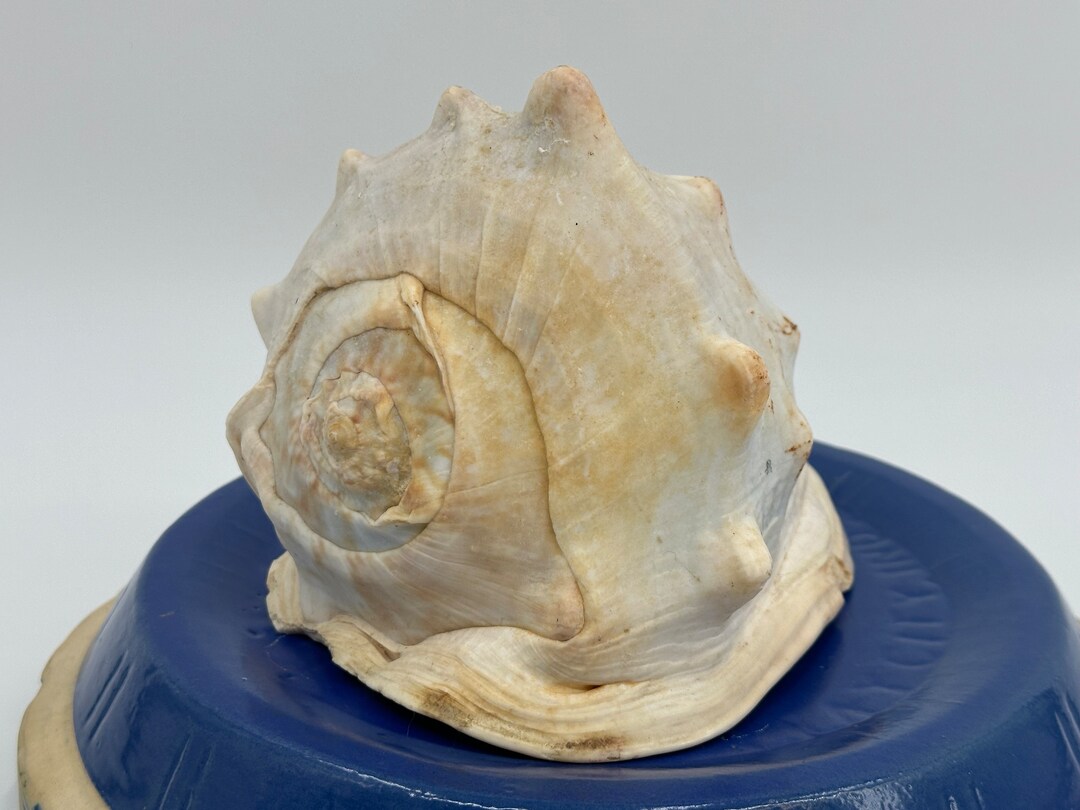 Cameo Conch Sea Shell - Etsy
