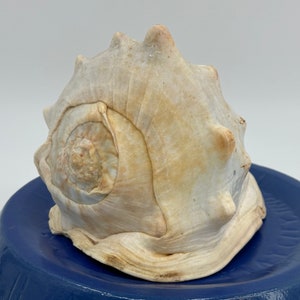 Cameo Conch Sea Shell - Etsy