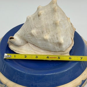 Cameo Conch Sea Shell - Etsy