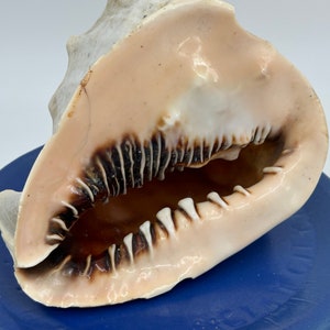 Cameo Conch Sea Shell - Etsy
