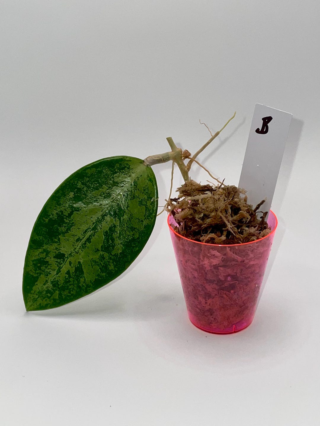 Hoya Rime “splash” Rooted Cutting - Etsy