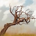 Withered Fig Tree - Etsy