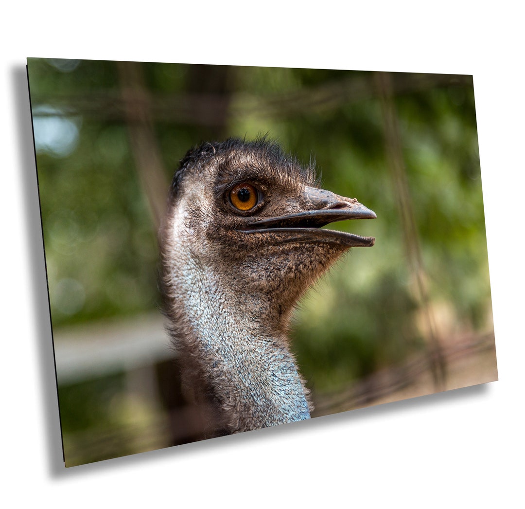 Emu Art Print: Australian Wildlife Photography, Kakadu National Park ...