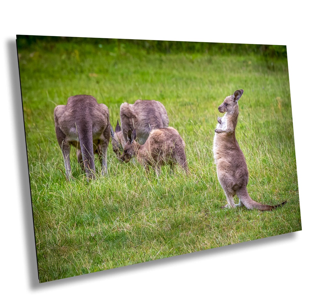 Baby Kangaroo, Kangaroo Print, Australian Animal Print, Kids Rooms ...