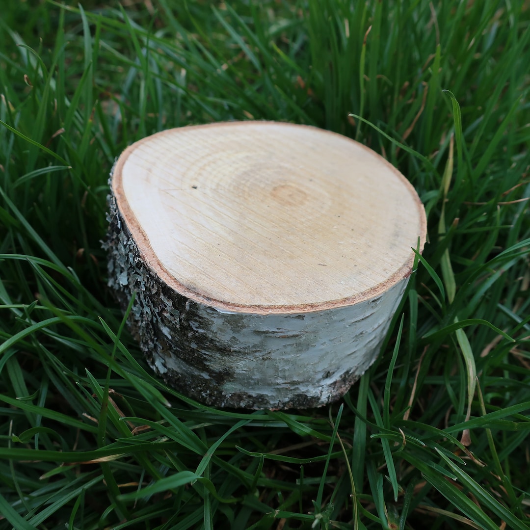 Set of 5 Birch Discs, Wooden Discs, Tree Discs - Etsy