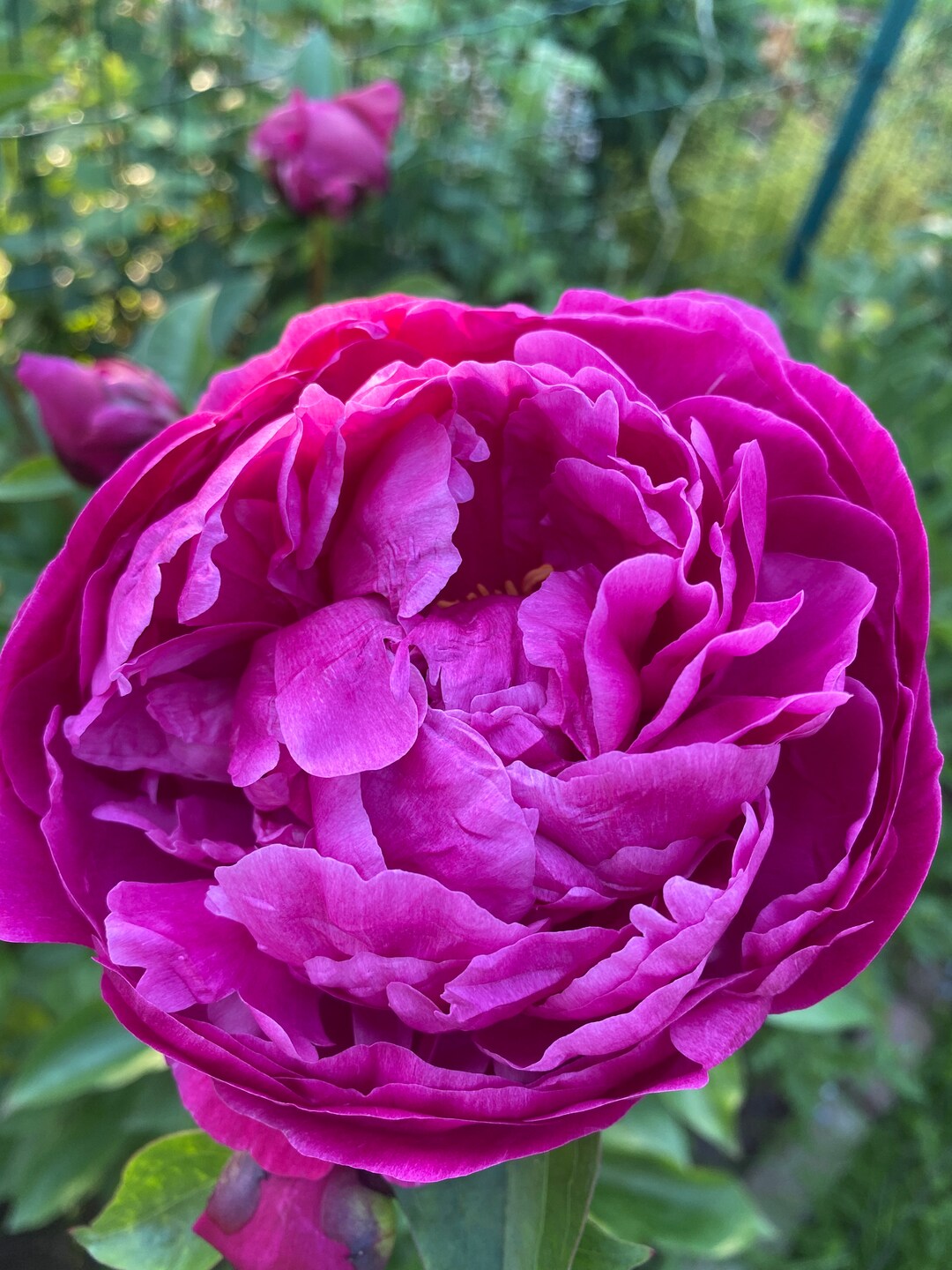 PEONY Koningin Wilhelmina Hybrid 1 Live Root With 2-5 Eyes - Etsy
