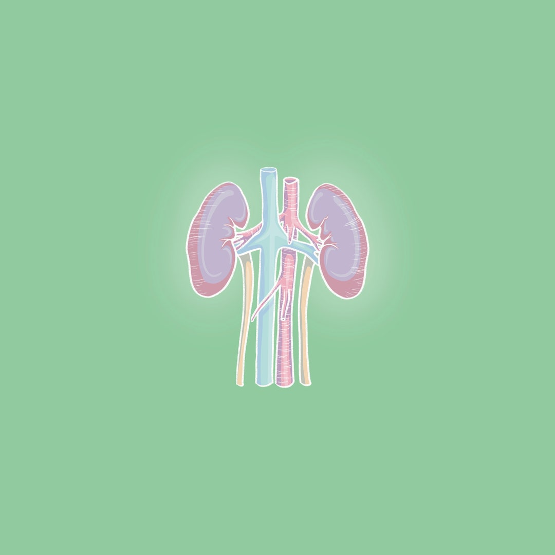Graphic Kidneys graphics Kidneys - Etsy