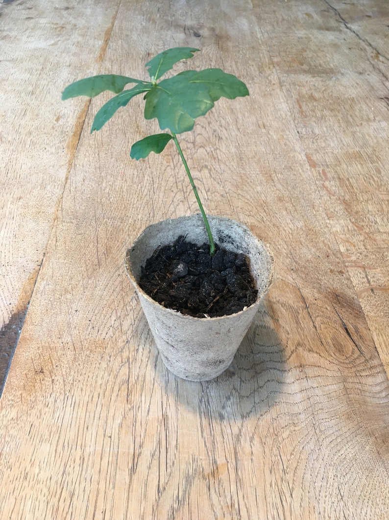 Oak Saplings - Ideal Gifts to Celebrate Births in 2024 / New Mother ...