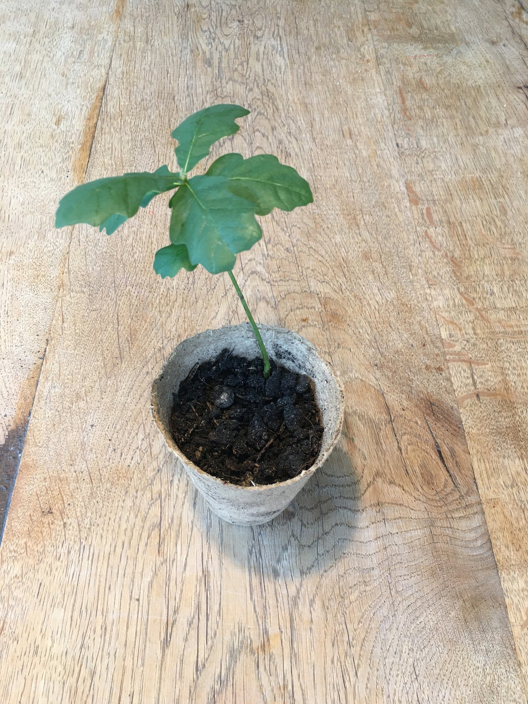Oak Saplings - Ideal Gifts to Celebrate Births in 2024 / New Mother ...