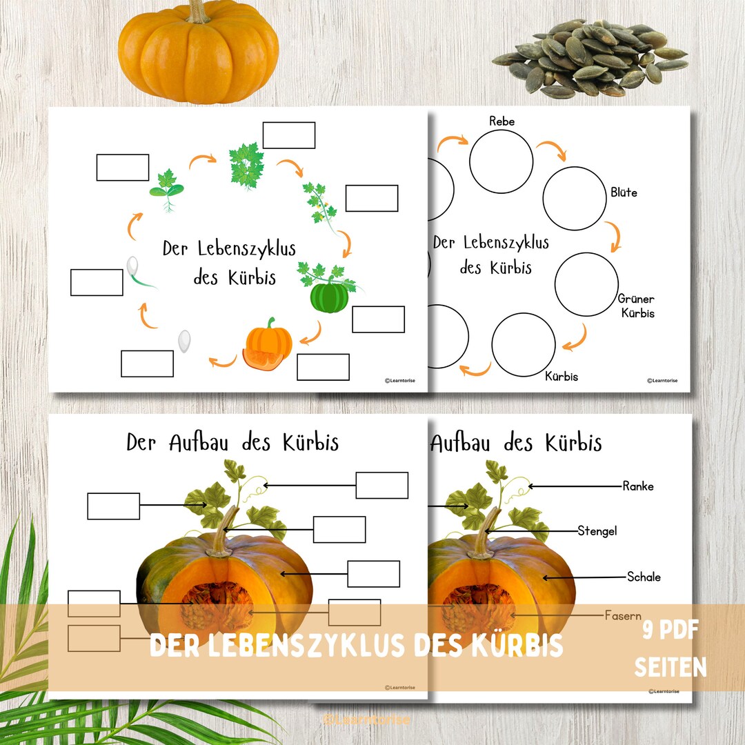 The Life Cycle of the Pumpkin, Flashcards, Digital - Etsy