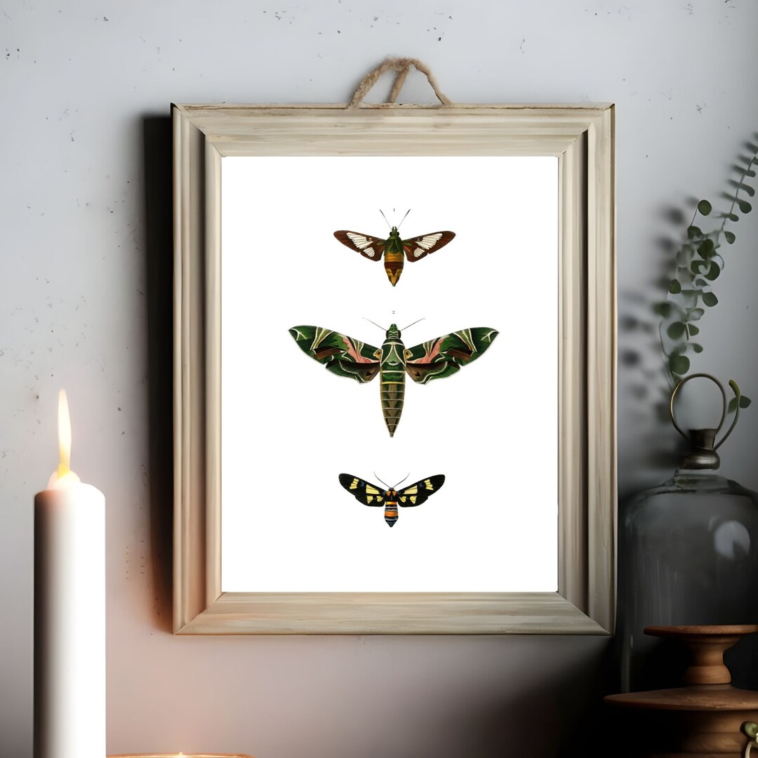 Vintage Moth Print, Three Moth Specimen Instant Download, Vintage Moth ...
