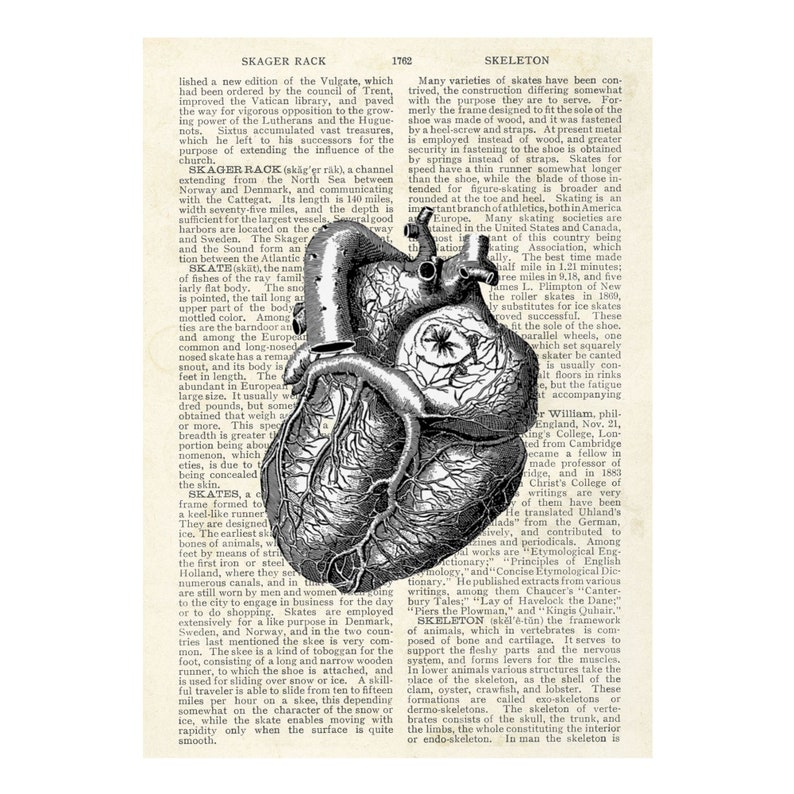 Coronary Anatomy Old Book Page Art, Anatomical Heart Print, Anatomy ...