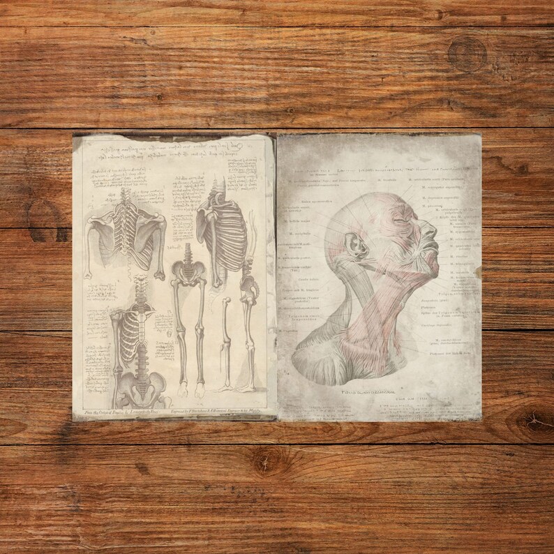 Vintage Anatomy Dark Academia Junk Journal Pages for Journalling ...