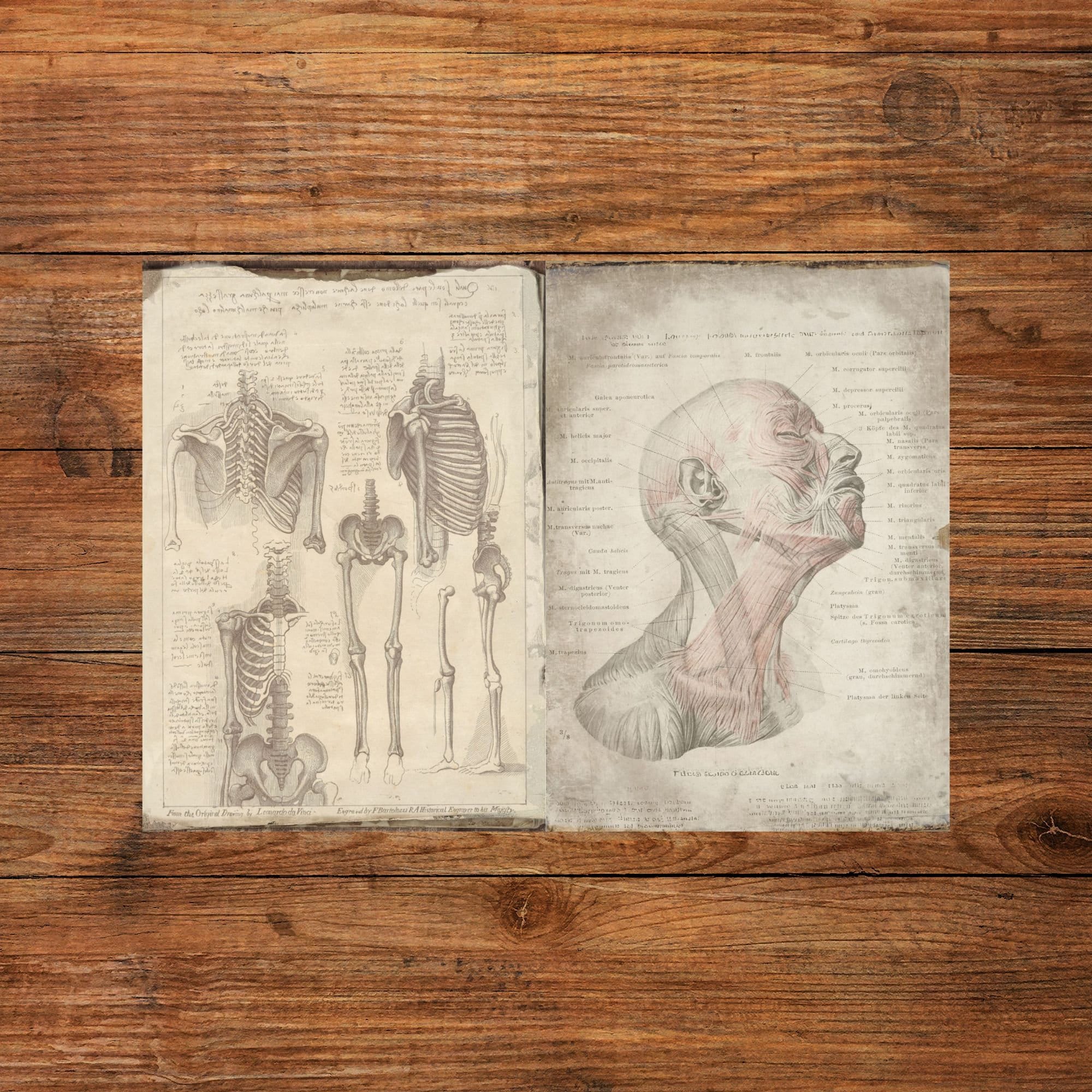 Vintage Anatomy Dark Academia Junk Journal Pages for Journalling ...