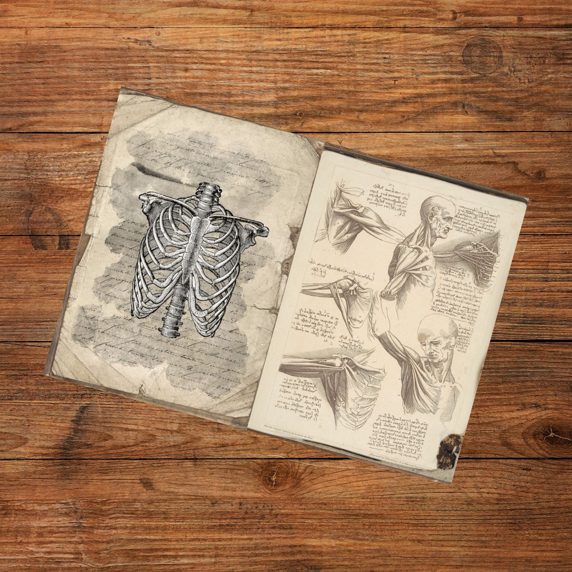 Vintage Anatomy Dark Academia Junk Journal Pages for Journalling ...