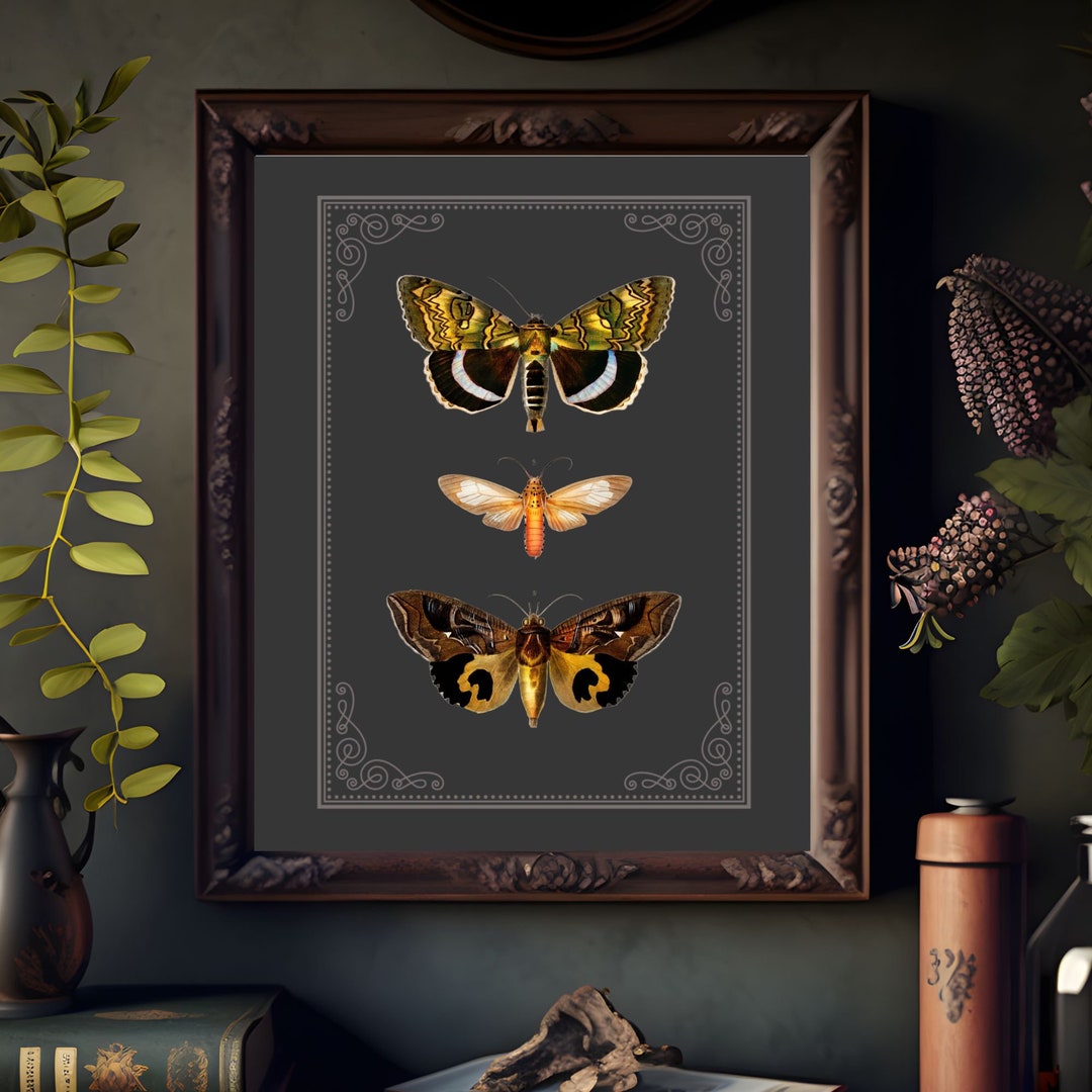 Vintage Moth Print, Three Moth Specimen Altered Art, Vintage Moth ...