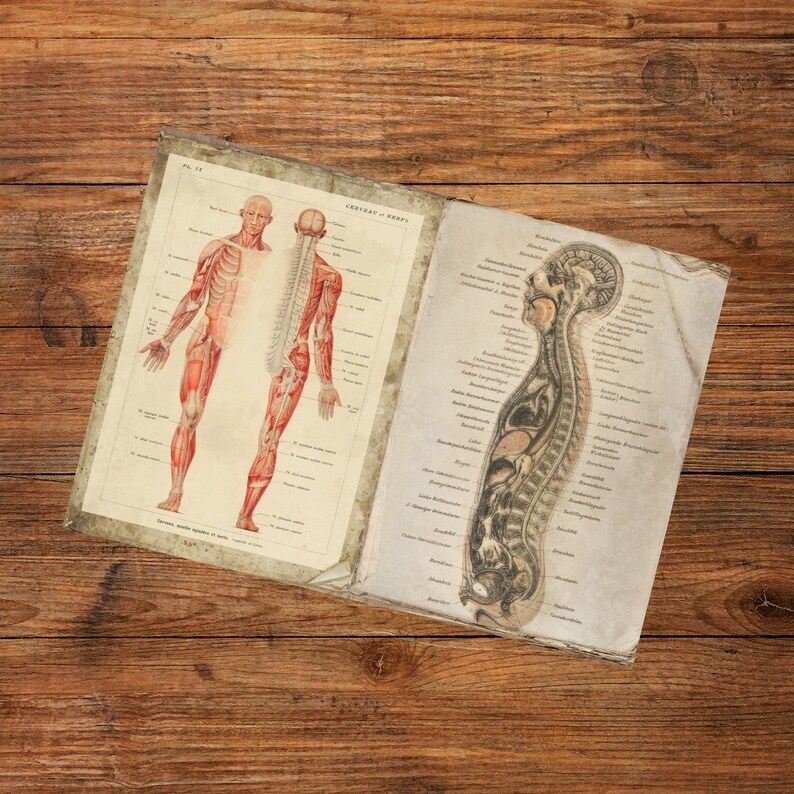 Vintage Anatomy Dark Academia Junk Journal Pages for Journalling ...