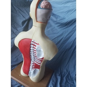 Human Anatomy Torso Model Stl , Human Anatomy Stl, 3D Stl File, Stl ...