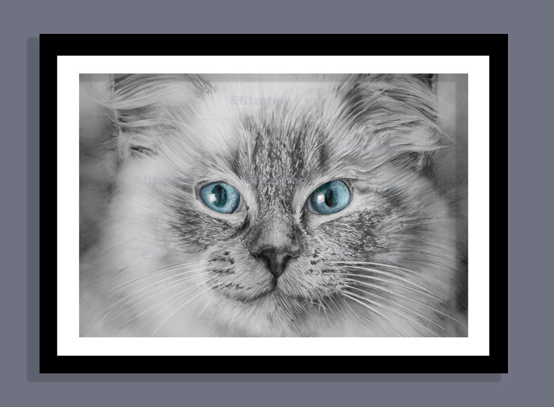 The Ragdoll, Pencil Sketch of a Rag Doll Cat Digitally Coloured ...