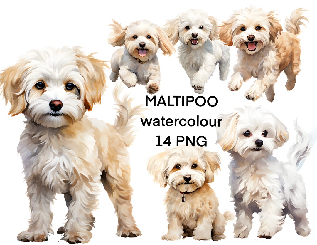 Maltipoo Dog Watercolor Clipart Maltipoo Clipart Set of - Etsy