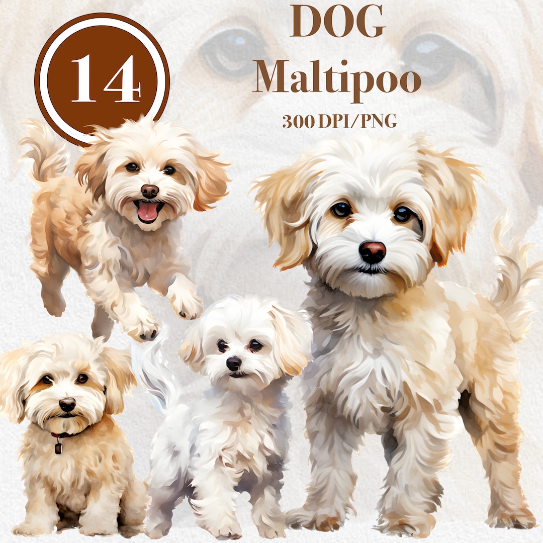 Maltipoo Dog Watercolor Clipart, Maltipoo Clipart, Set of Digital PNG ...