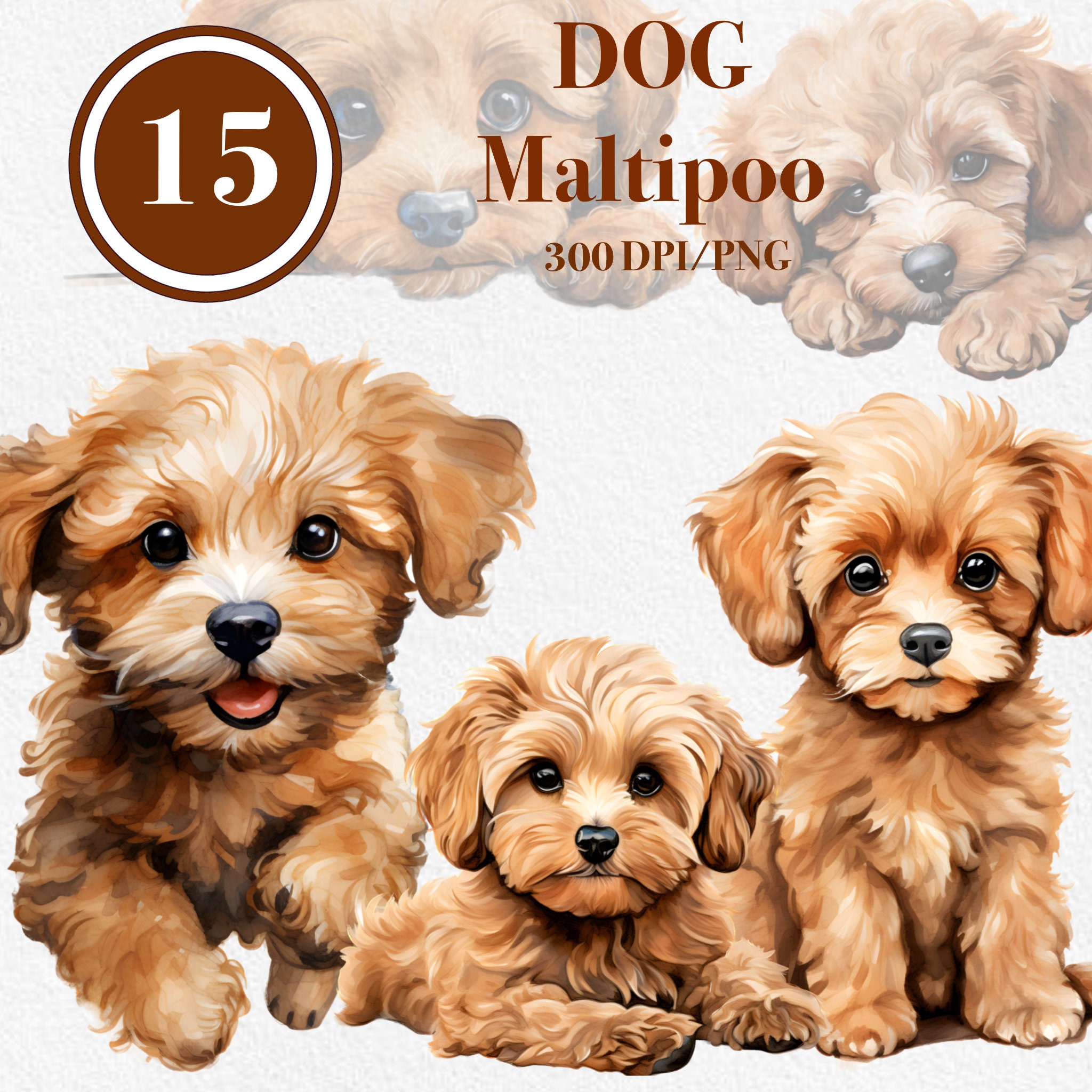 Maltipoo Dog Watercolor Clipart, Maltipoo Clipart, Set of Digital PNG ...