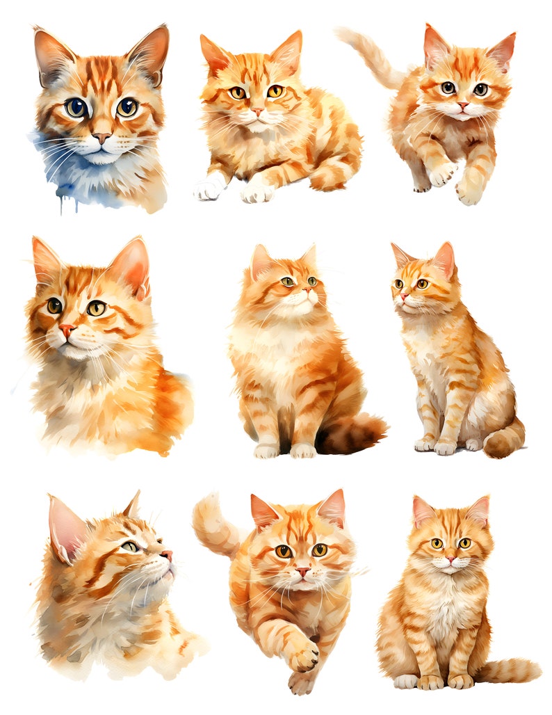 Cats Watercolor Clipart, Domestic Cats Clipart, Set of Digital PNG ...