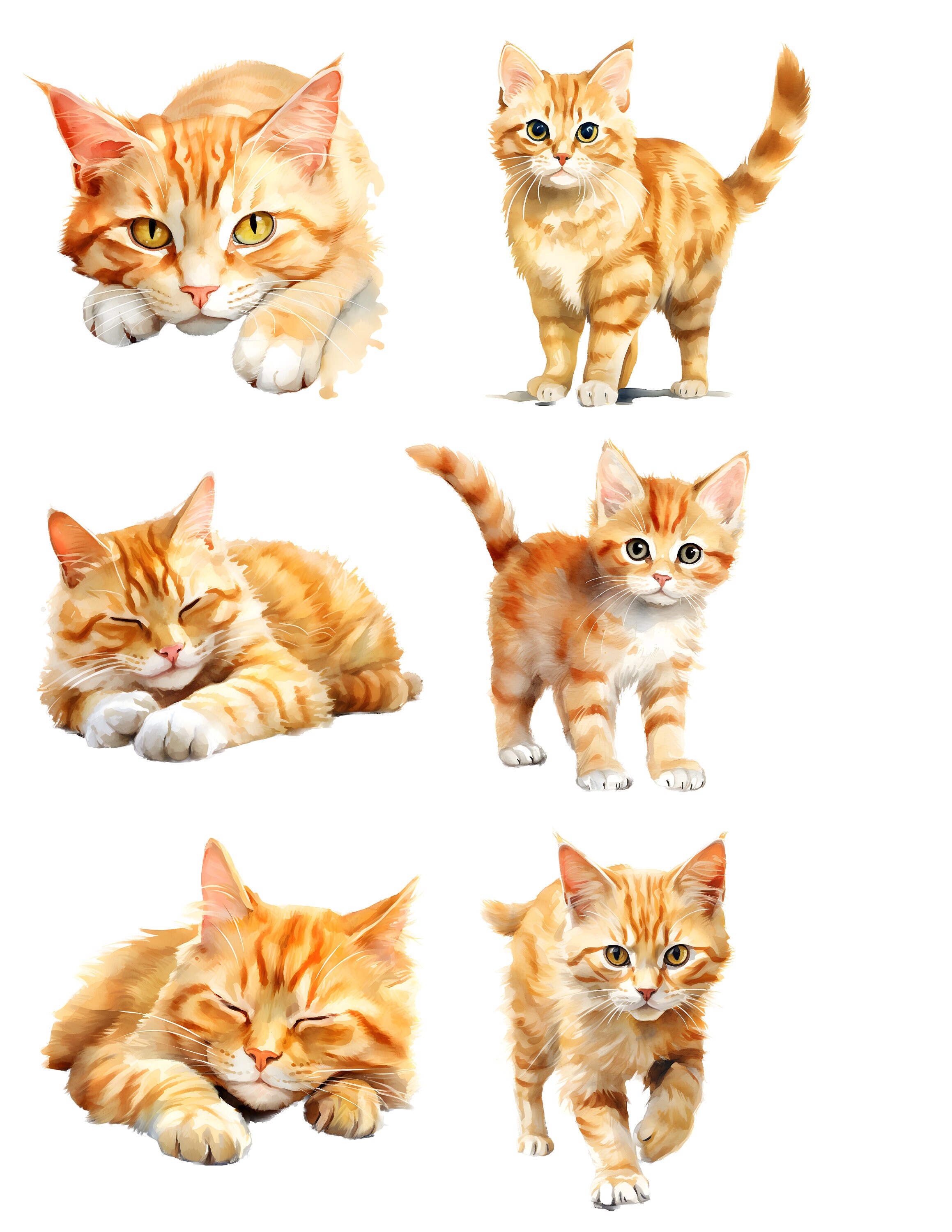 Cats Watercolor Clipart, Domestic Cats Clipart, Set of Digital PNG ...
