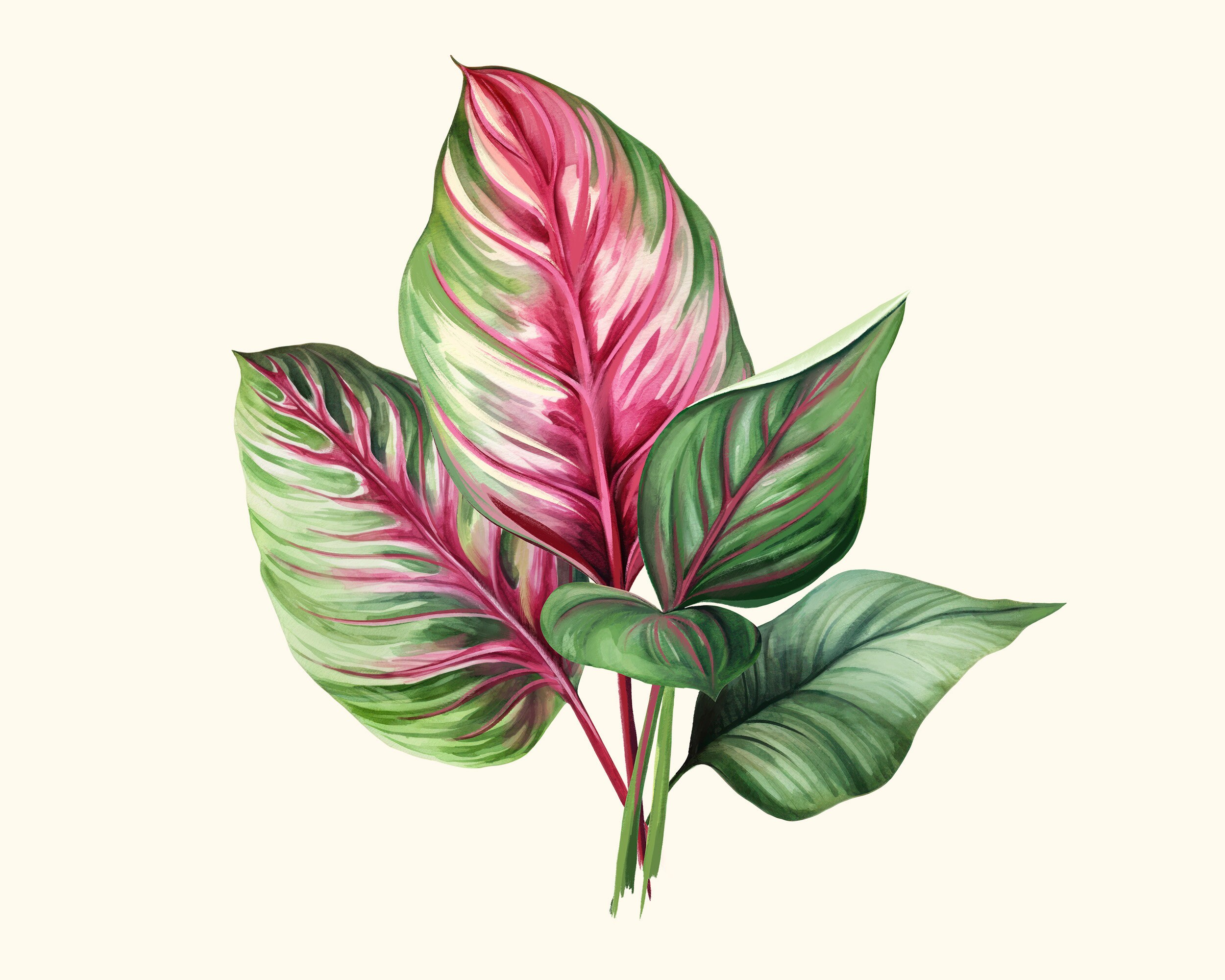 Caladium. Tropical Leaves Patterns and Elements. Floral Exotic Clipart ...