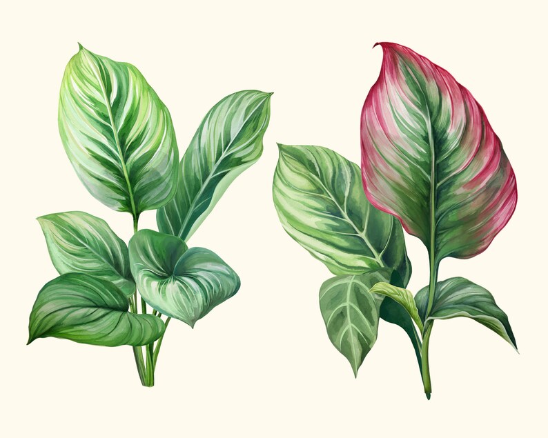 Caladium. Tropical Leaves Patterns and Elements. Floral Exotic Clipart ...