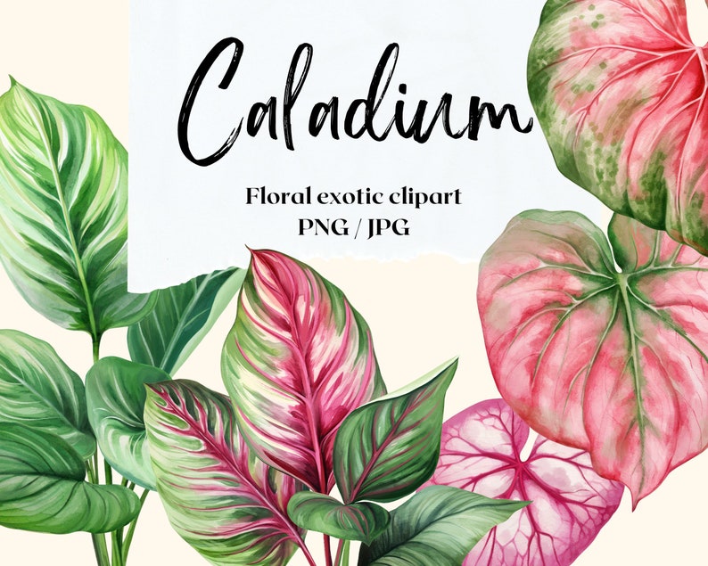 Caladium. Tropical Leaves Patterns and Elements. Floral Exotic Clipart ...