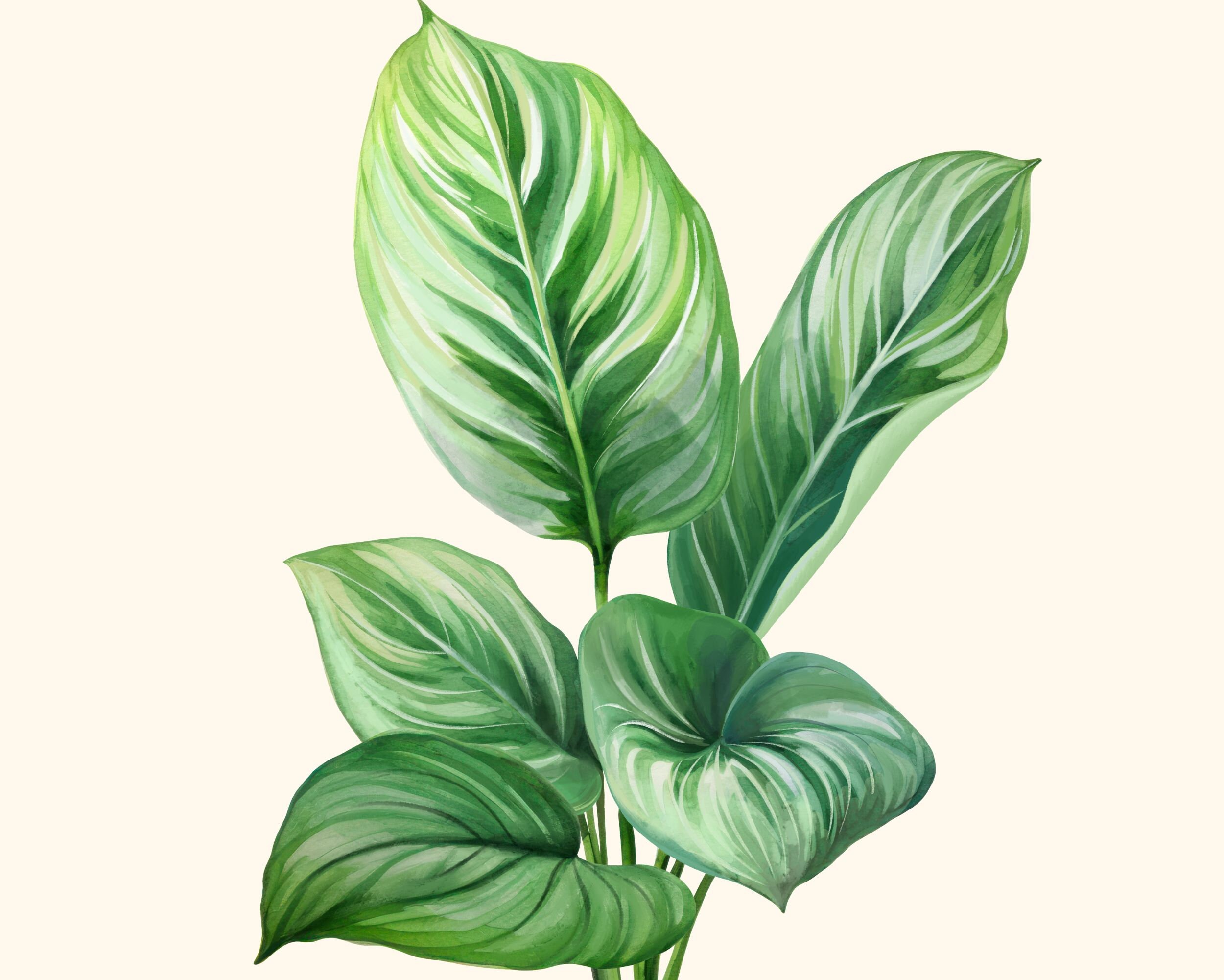 Caladium. Tropical Leaves Patterns and Elements. Floral Exotic Clipart ...