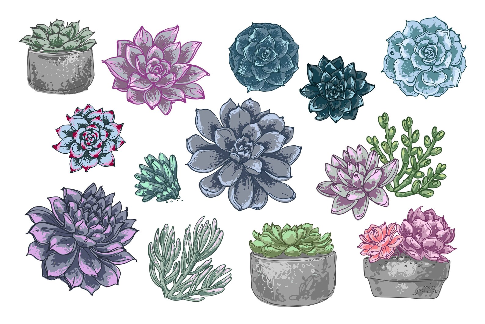 Succulents. Vector Color Flowers Clipart - Etsy