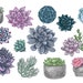 Succulents. Vector Color Flowers Clipart - Etsy
