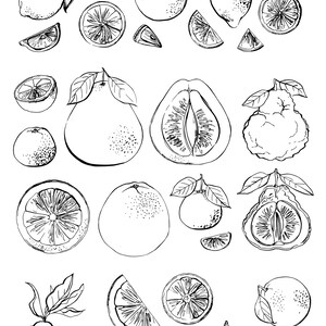 Citrus Sketch Watercolor Vector Colors Ketch. Oranges and Lemons - Etsy