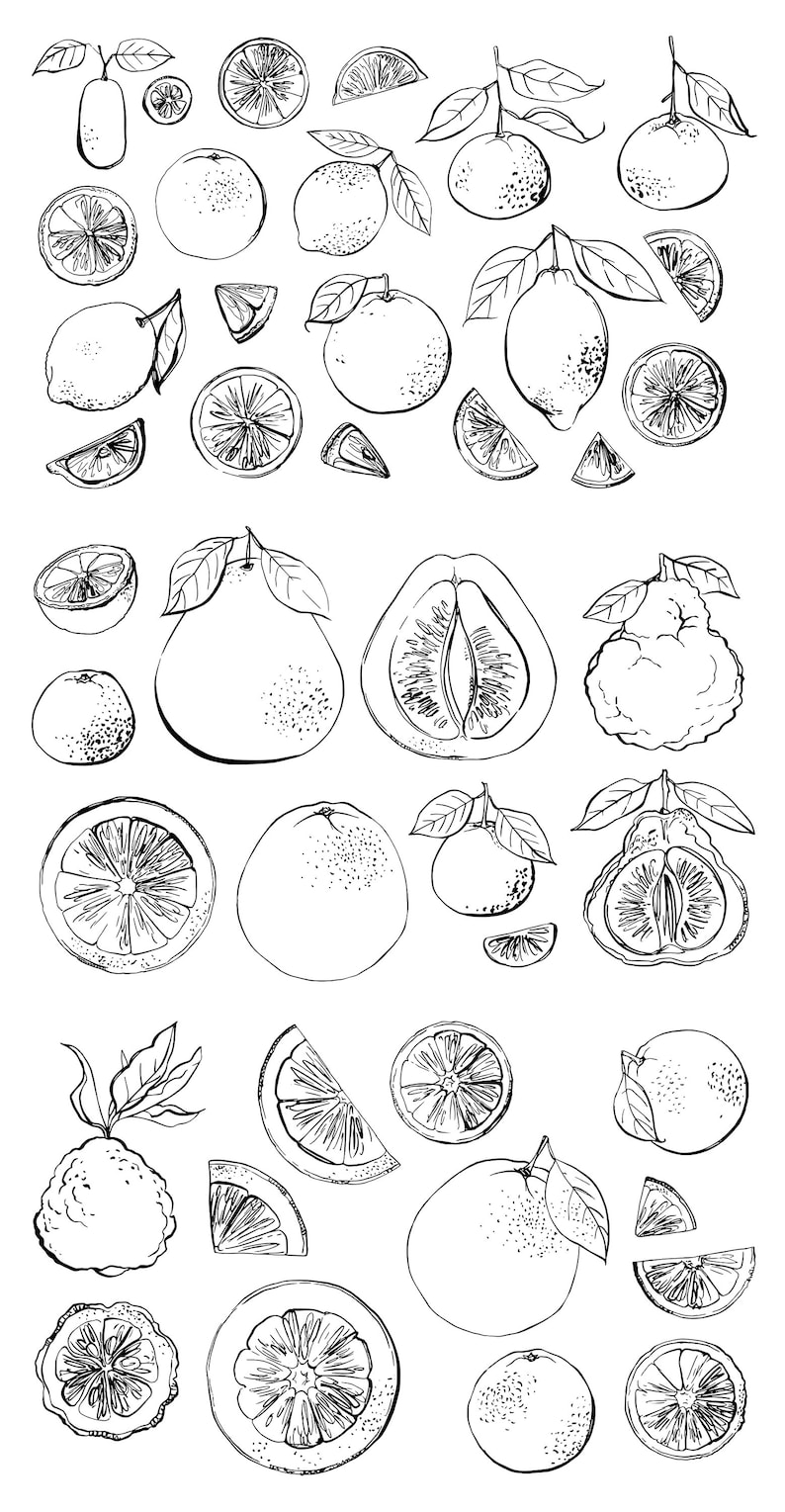 Citrus Sketch Watercolor Vector Colors Ketch. Oranges and Lemons - Etsy