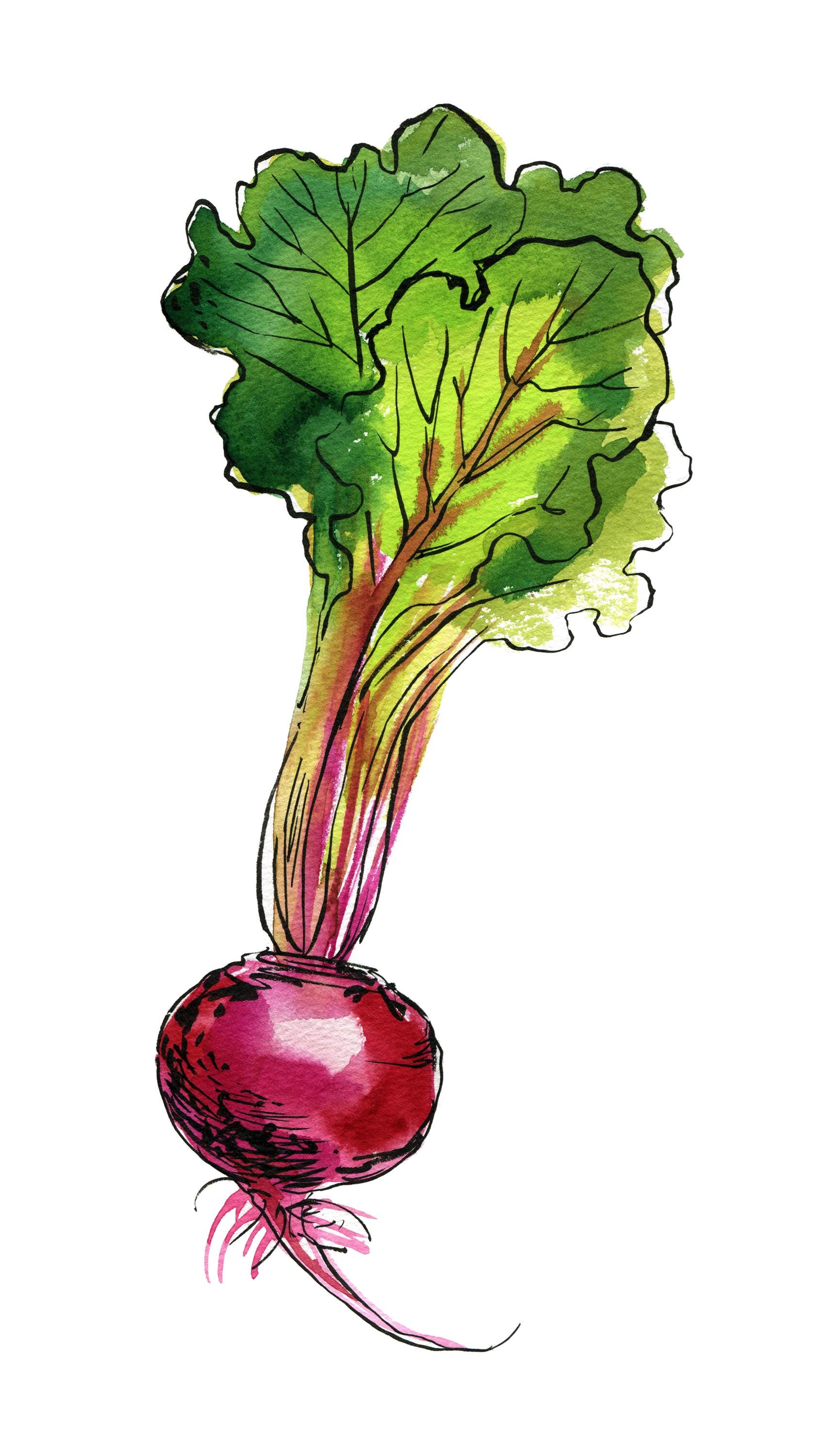 Posters of Colorful Vegetables in Watercolor and Ink. Posters With Food ...