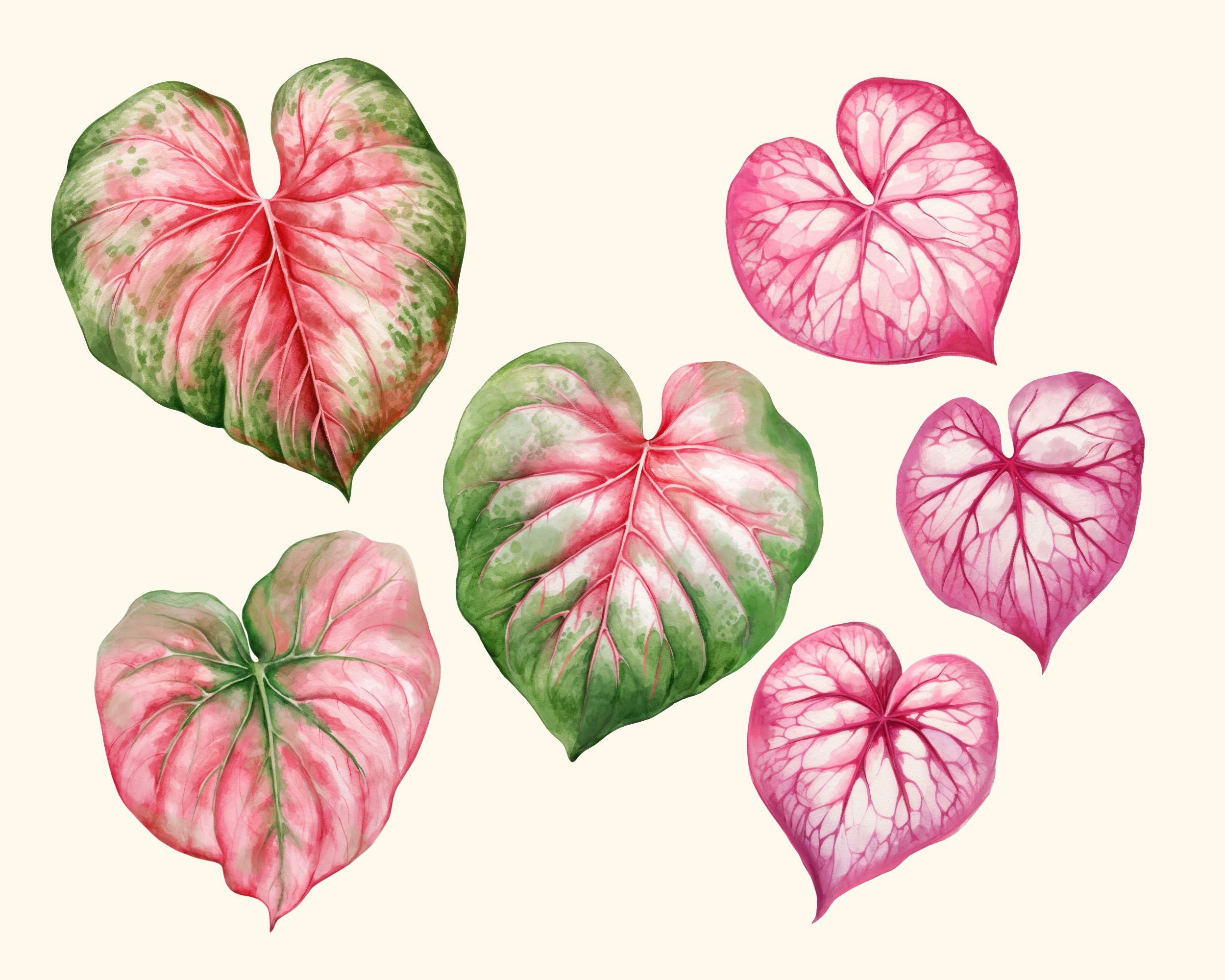 Caladium. Tropical Leaves Patterns and Elements. Floral Exotic Clipart ...