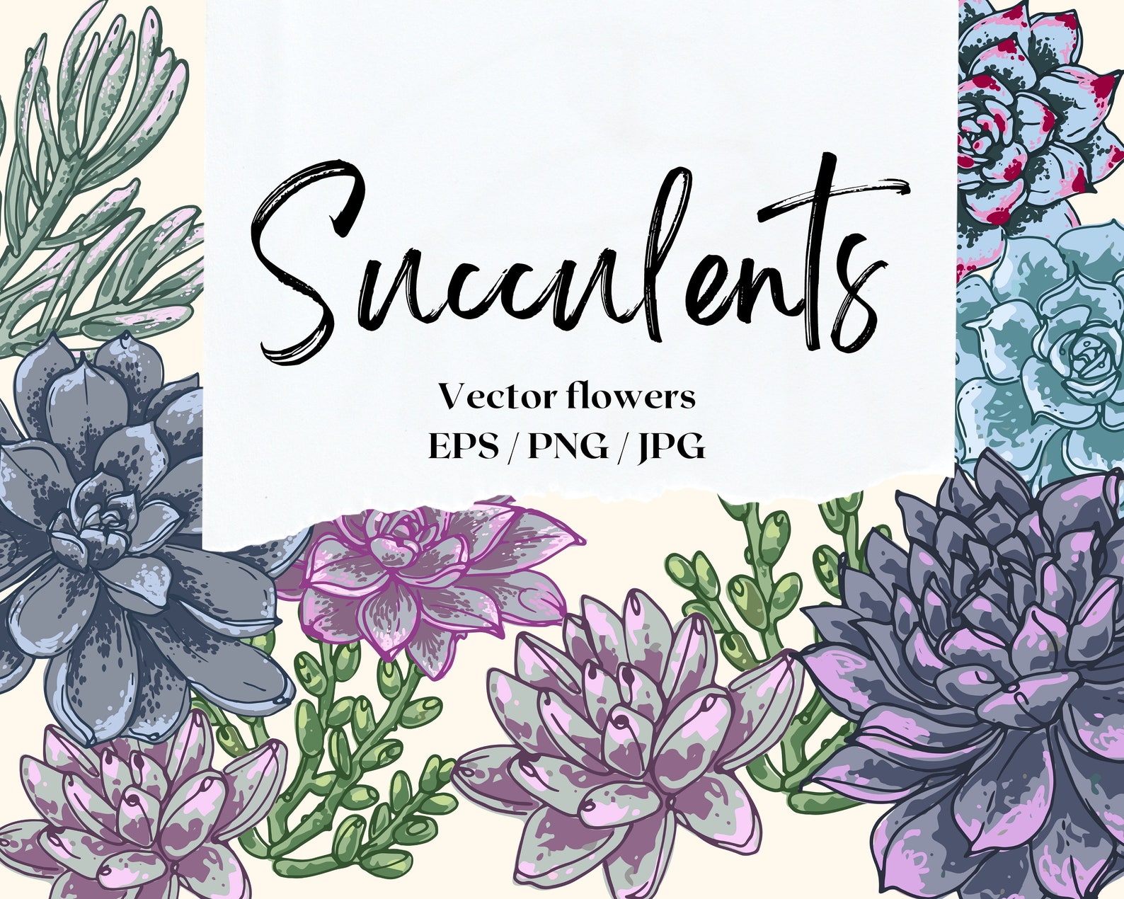 Succulents. Vector Color Flowers Clipart - Etsy