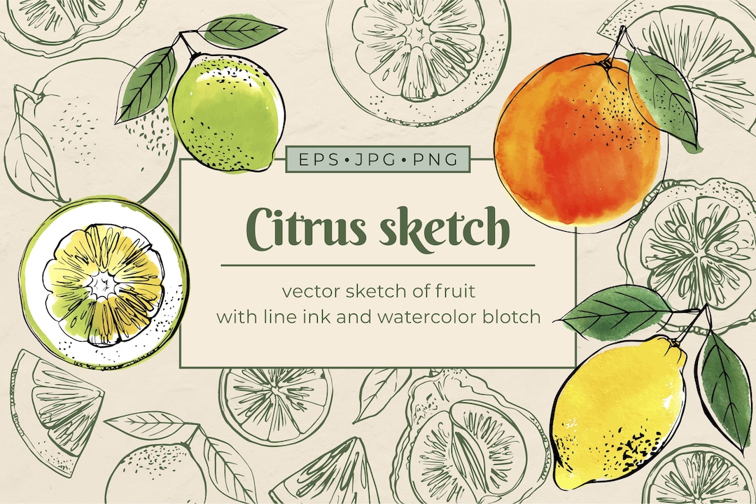 Citrus Sketch Watercolor Vector Colors Ketch. Oranges and Lemons - Etsy