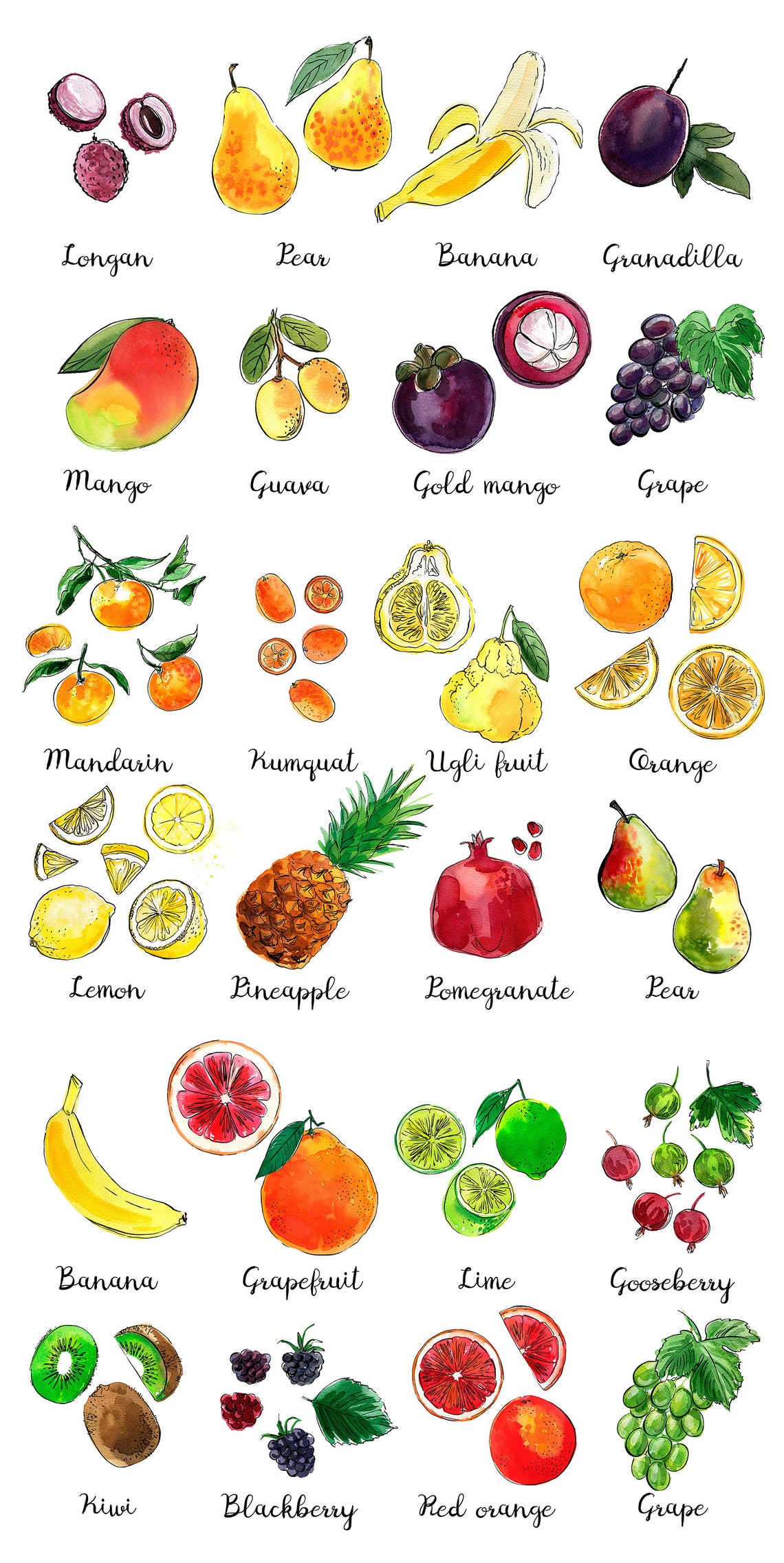 Watercolor Food Color Ink Sketch: Fruit, Berries, Citrus. - Etsy