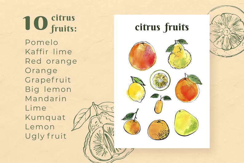 Citrus Sketch Watercolor Vector Colors Ketch. Oranges and Lemons - Etsy