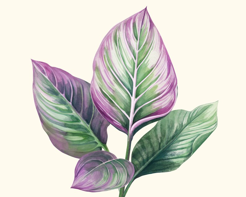 Caladium. Tropical Leaves Patterns and Elements. Floral Exotic Clipart ...
