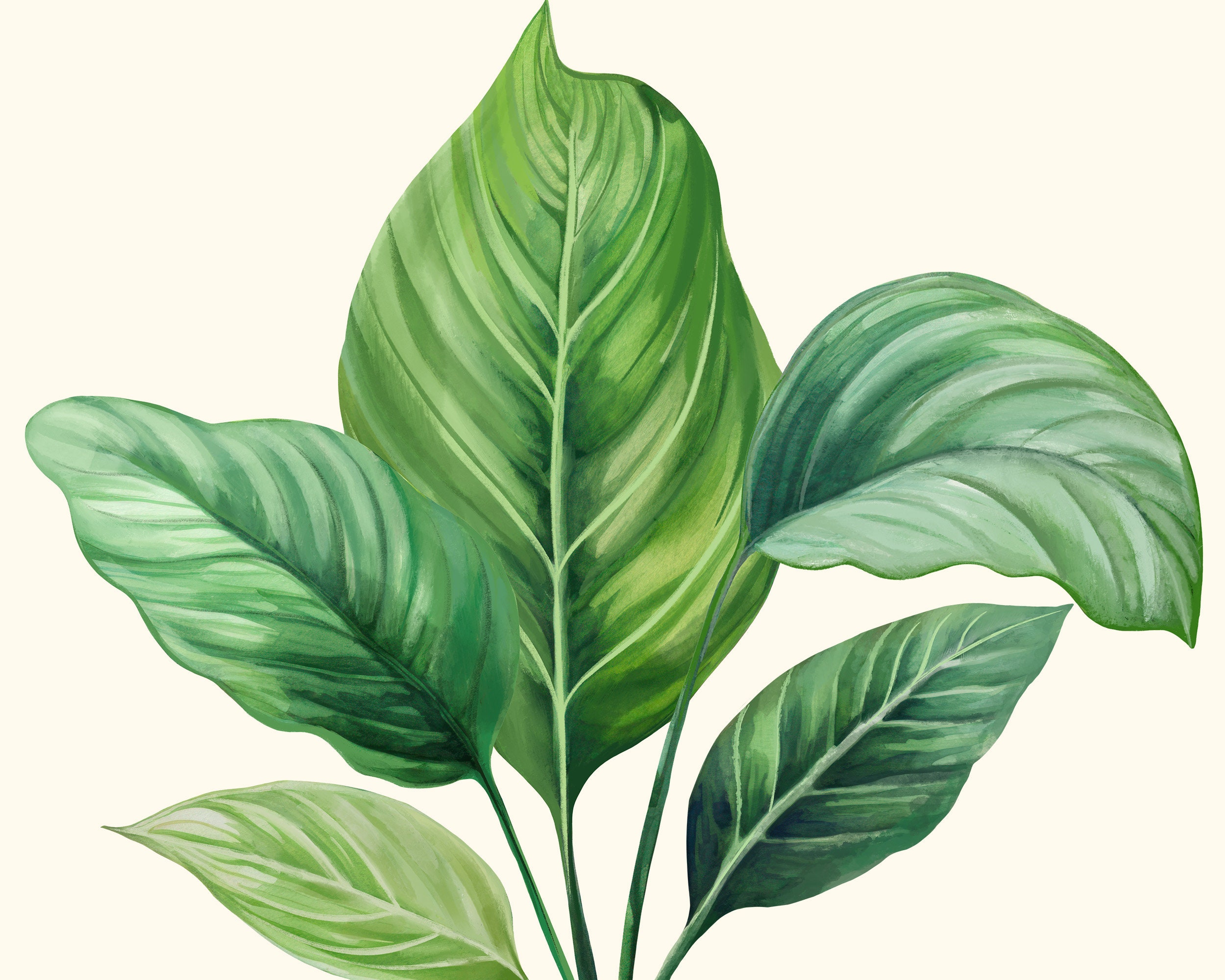 Caladium. Tropical Leaves Patterns and Elements. Floral Exotic Clipart ...