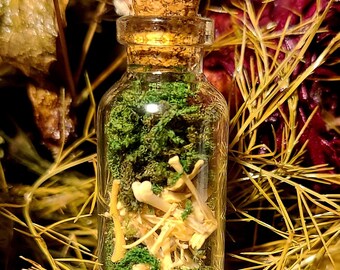 Tiny Terrarium RANDOM PICK, Bone Terrarium, Crystal Vial, Bug Jar, Moss ...