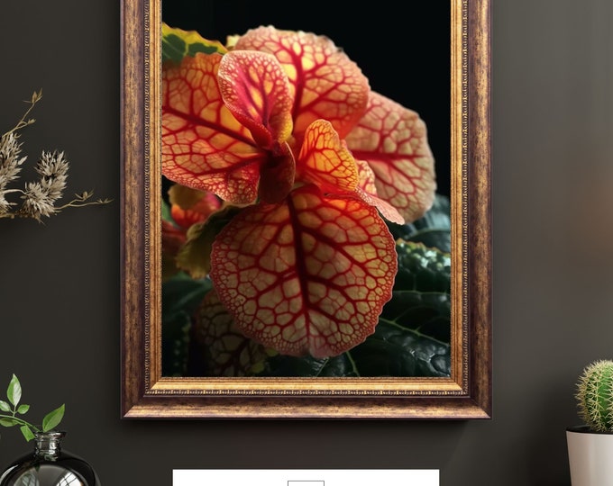 Begonia redrum - Etsy